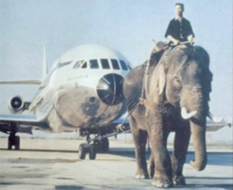 The Elephant Is In The Nosewheel – Andrew Tobias
